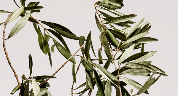 HATCH Maternity Skin Care Collection – HATCH Collection